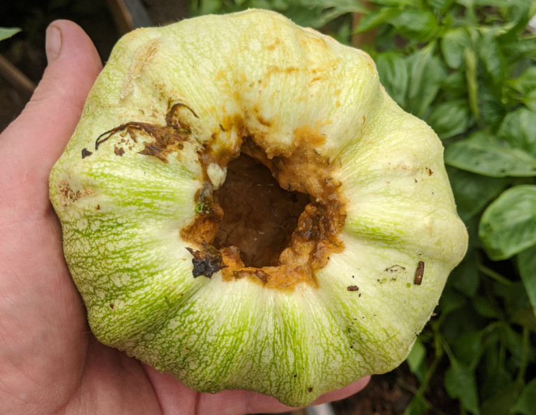 My gardening failures. - The Secret Garden