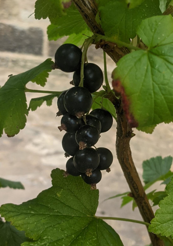 Soft fruit Vs hard fruit. What are the differences and which is easier ...