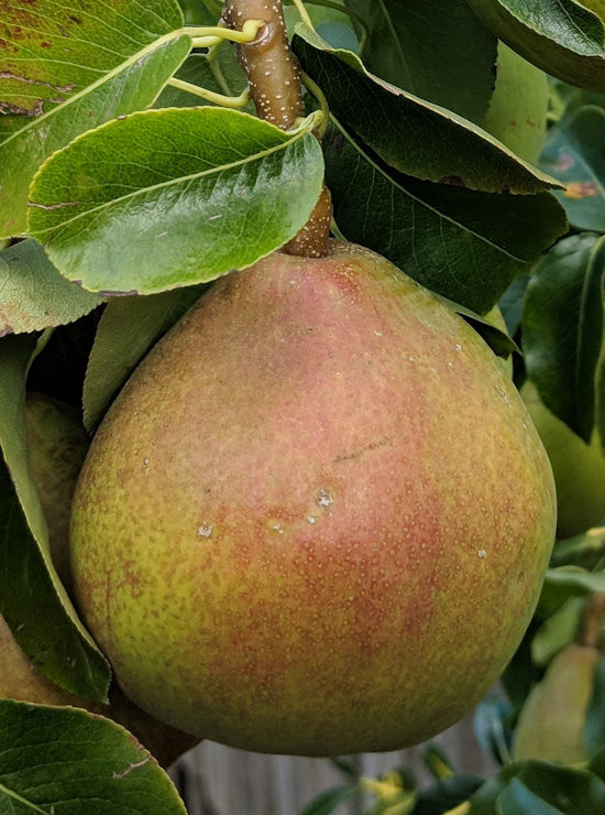 Soft fruit Vs hard fruit. What are the differences and which is easier ...