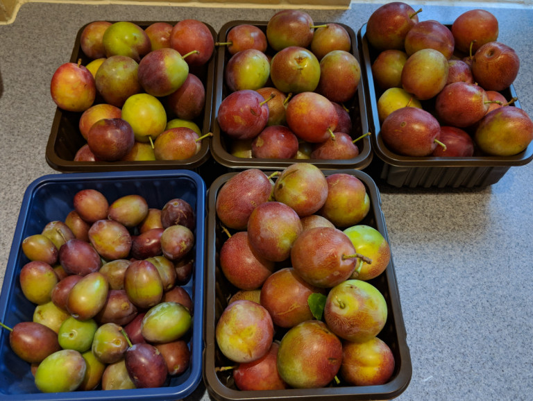 When is foraging season? - The Secret Garden