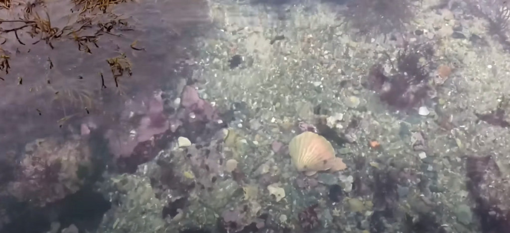 Seashore Foraging: A Beginner's Guide to Finding and Harvesting Edibles ...