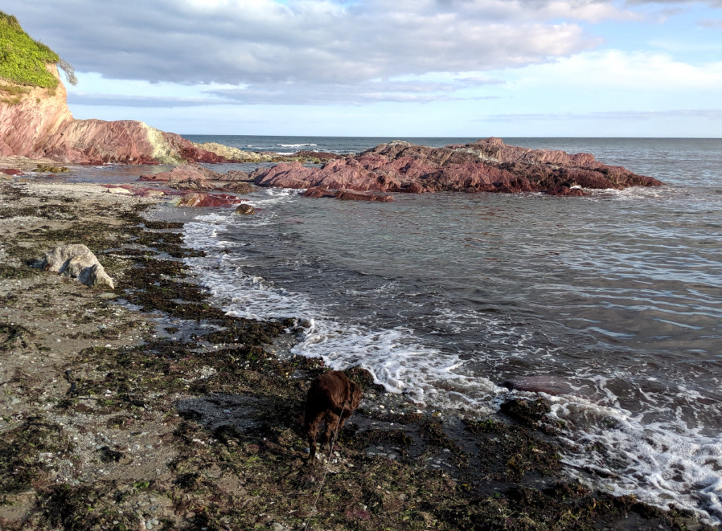 Seashore Foraging: A Beginner's Guide to Finding and Harvesting Edibles ...