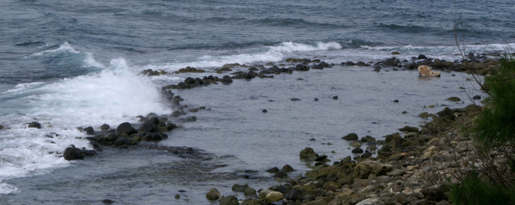 Seashore Foraging: A Beginner's Guide to Finding and Harvesting Edibles ...