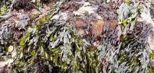 Seashore Foraging: A Beginner's Guide to Finding and Harvesting Edibles ...