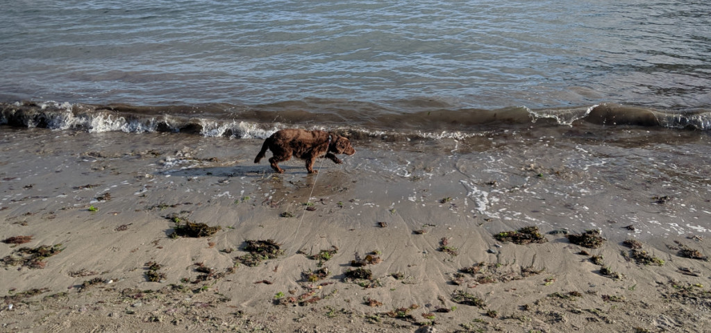 Seashore Foraging: A Beginner's Guide to Finding and Harvesting Edibles ...