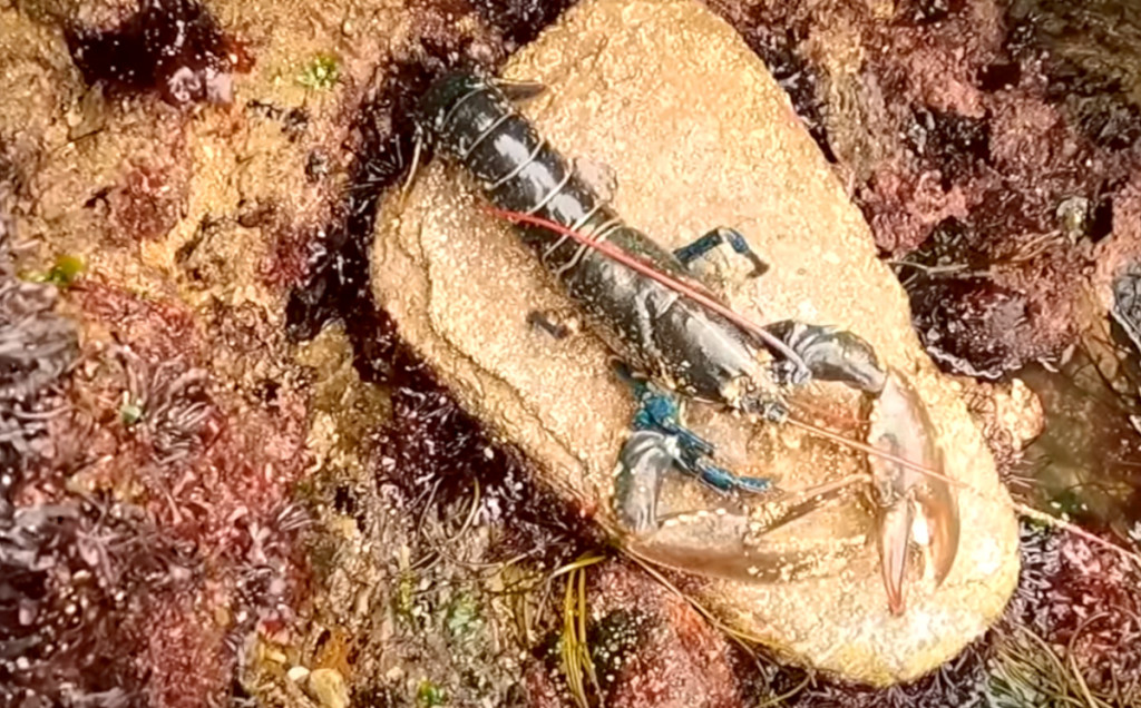 Seashore Foraging: A Beginner's Guide to Finding and Harvesting Edibles ...
