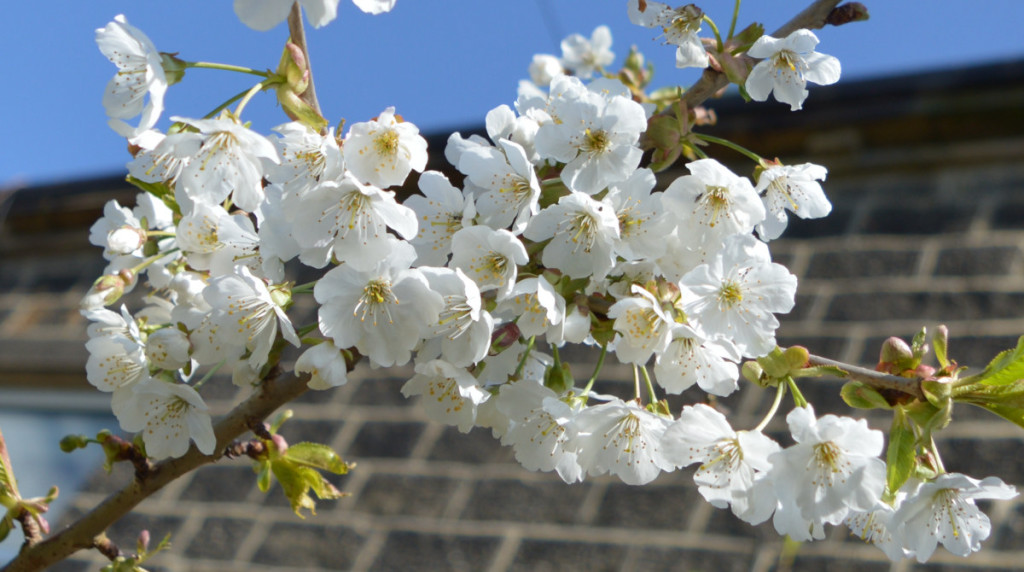 How to tell fruit trees and bushes from their flowers with way more ...