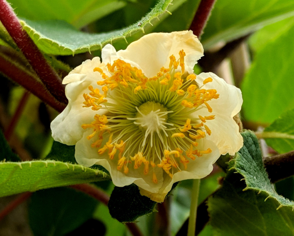 How to tell fruit trees and bushes from their flowers with way more ...