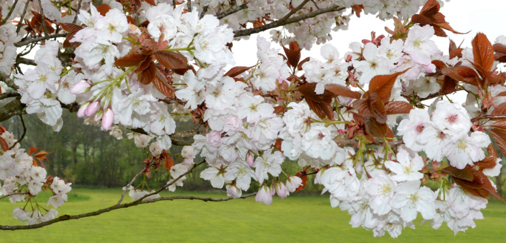 How to tell fruit trees and bushes from their flowers with way more ...