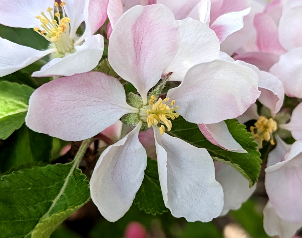 How to tell fruit trees and bushes from their flowers with way more ...