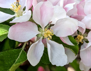 How to tell fruit trees and bushes from their flowers with way more ...