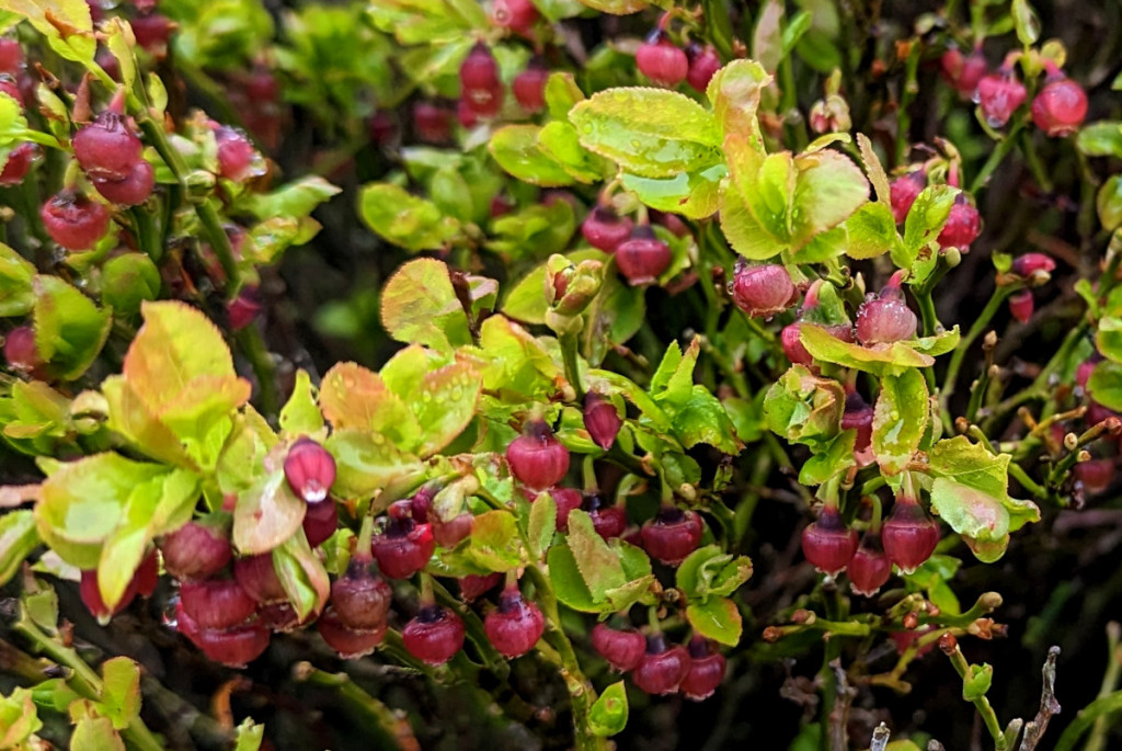 How to tell fruit trees and bushes from their flowers with way more ...