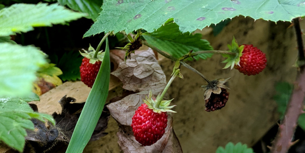 The history of the cultivation of soft fruits and currants. With a ...