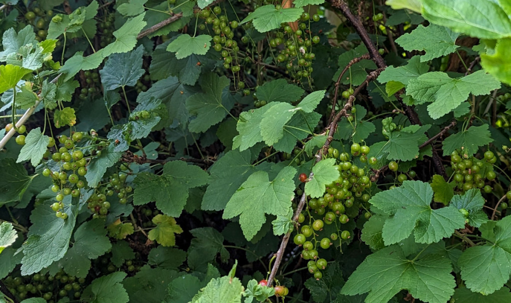 The history of the cultivation of soft fruits and currants. With a ...