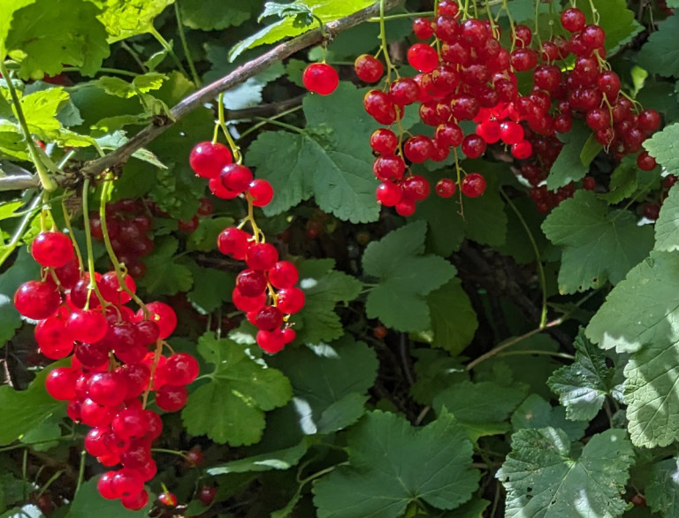 Exploring Red Currant varieties or cultivars and does it make any ...