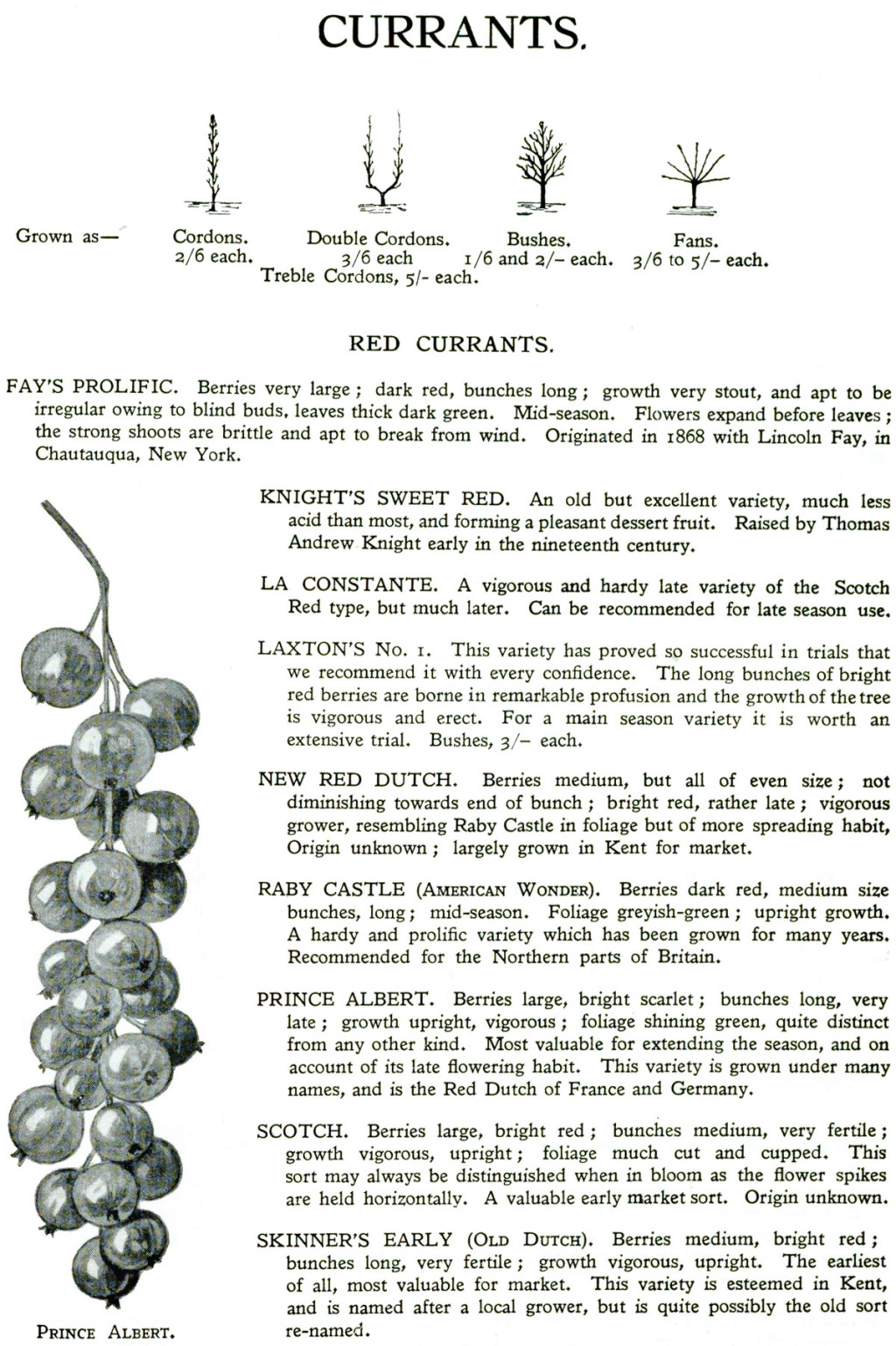 Exploring Red Currant varieties or cultivars and does it make any ...