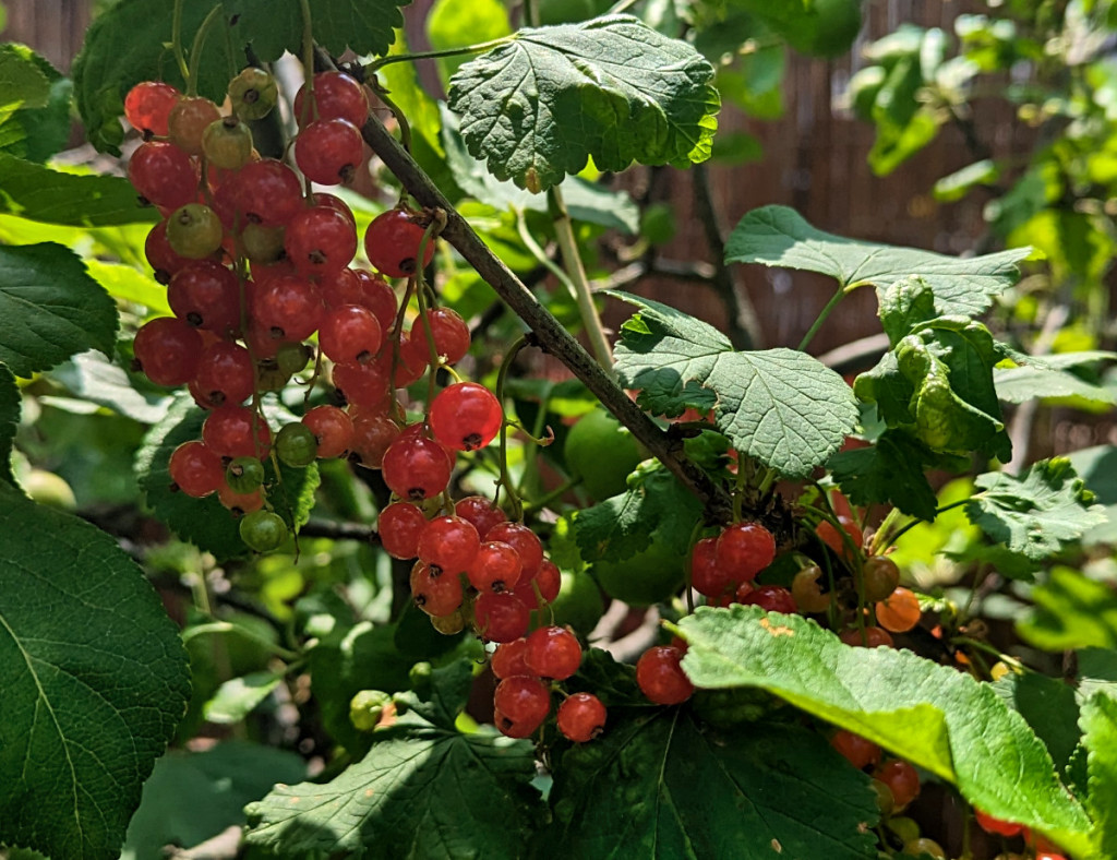 Exploring Red Currant varieties or cultivars and does it make any ...