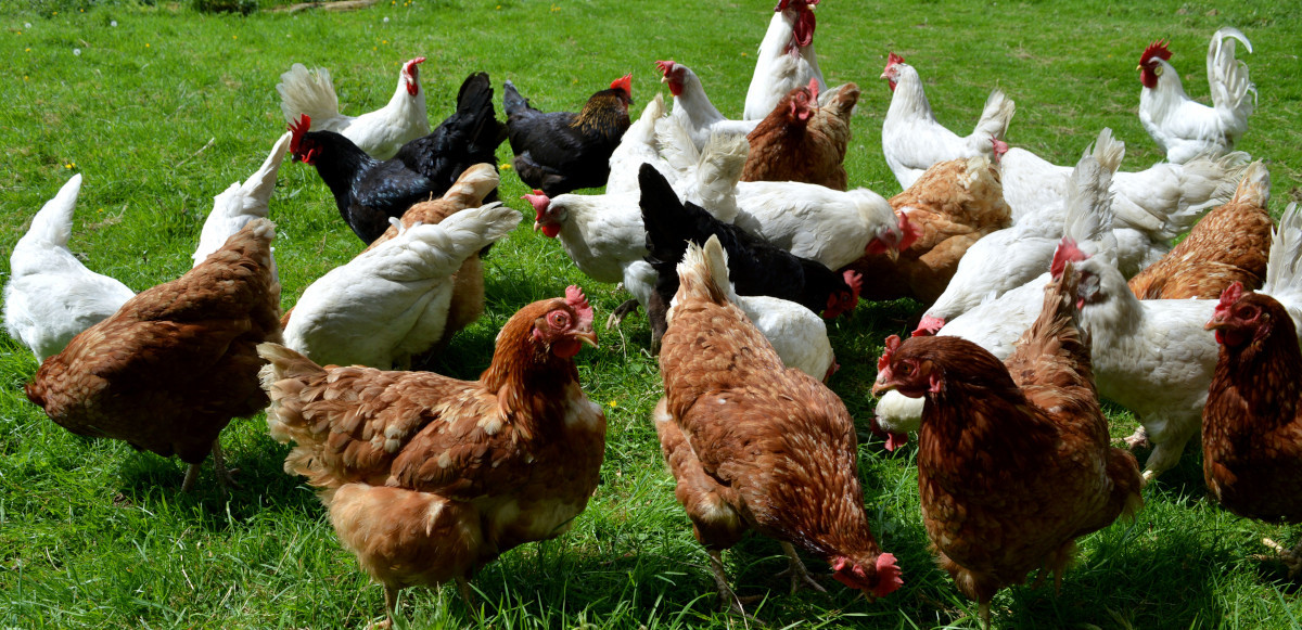 Welcome to the "How many chickens do you need " Calculator. - The ...