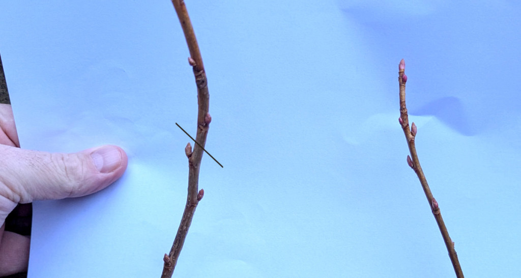 Currant affairs: A snip-tastic guide to pruning redcurrants and ...