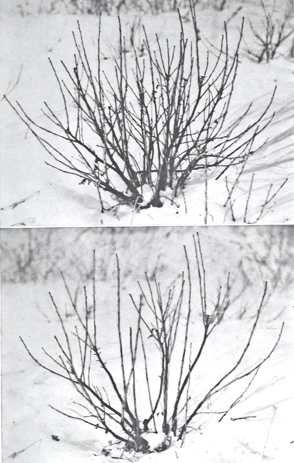 Currant affairs: A snip-tastic guide to pruning redcurrants and ...