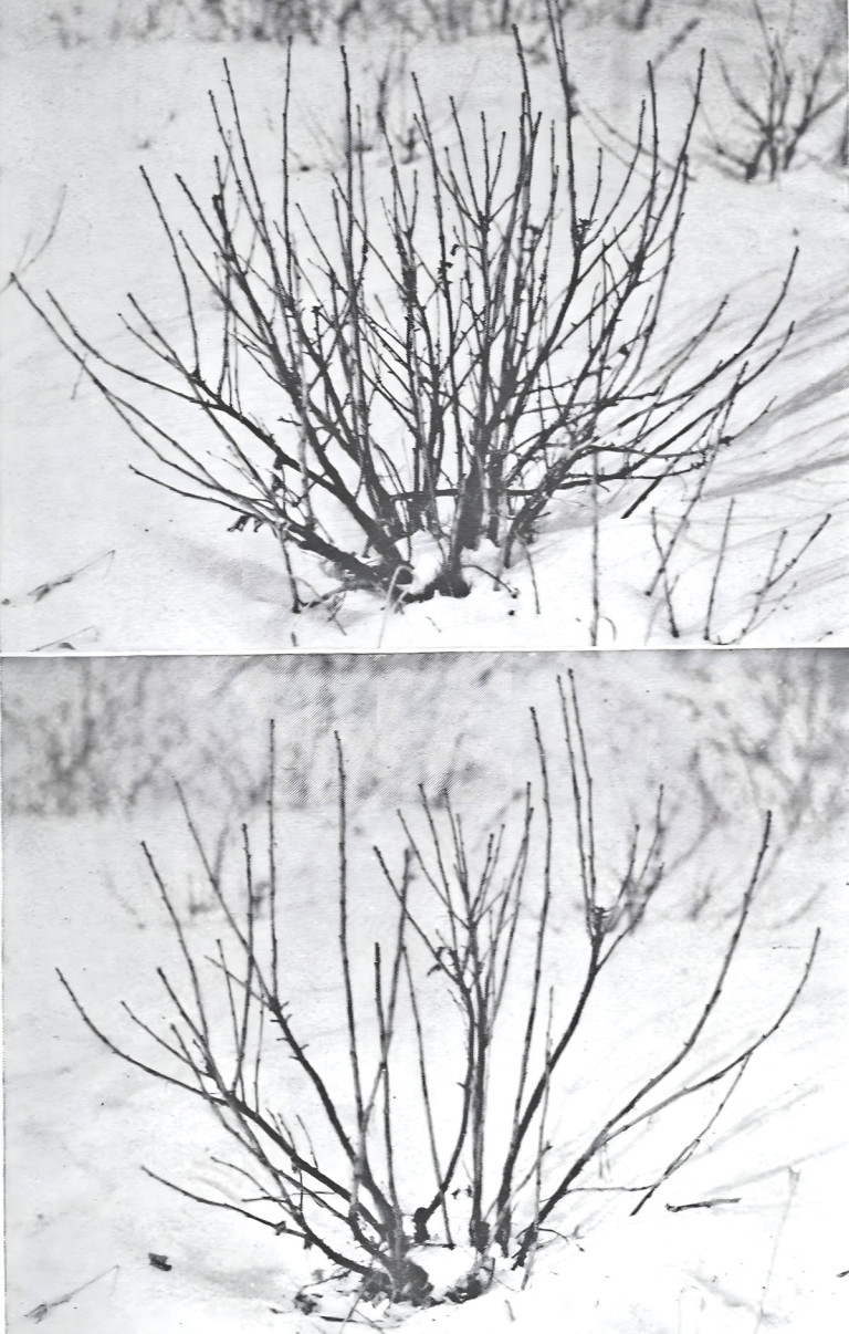 Currant affairs: A snip-tastic guide to pruning redcurrants and ...