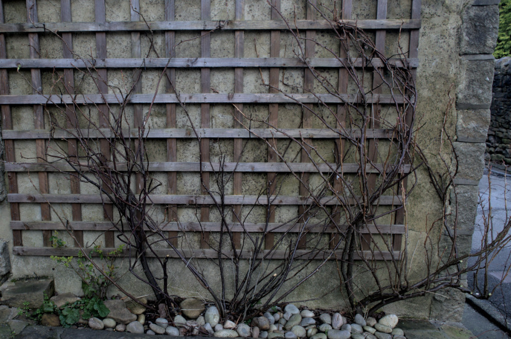 Currant affairs: A snip-tastic guide to pruning redcurrants and ...