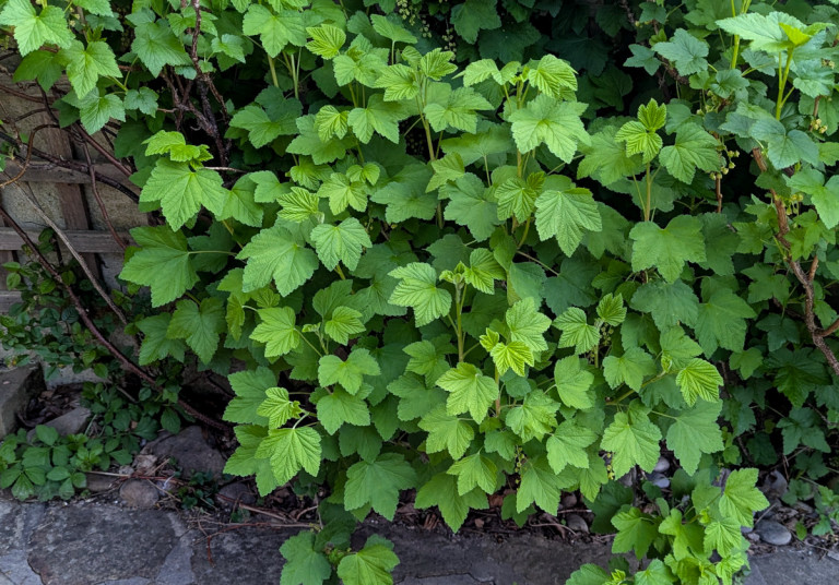Currant affairs: A snip-tastic guide to pruning redcurrants and ...