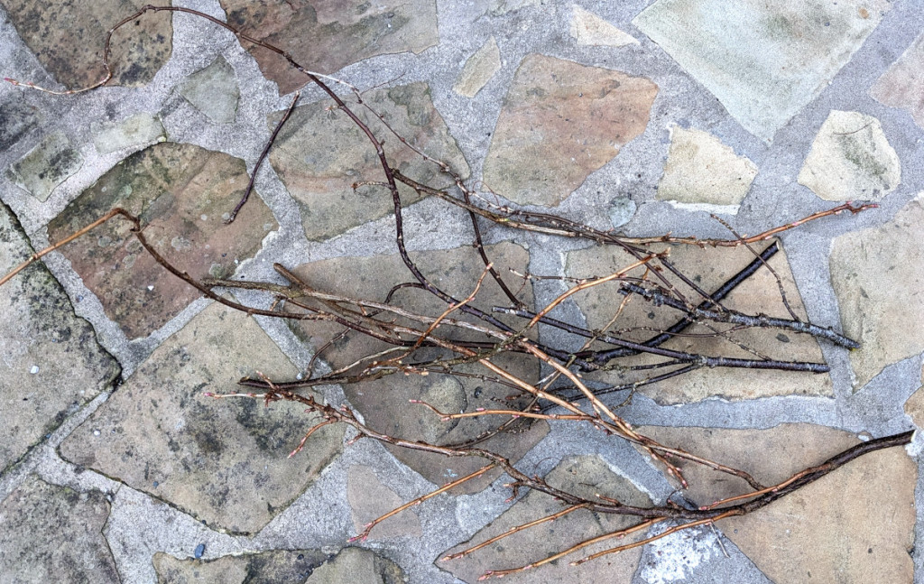 Currant affairs: A snip-tastic guide to pruning redcurrants and ...