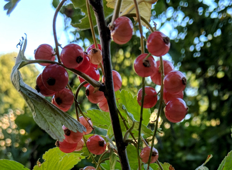 How to tell when your redcurrants are ripe and ready for the picking ...