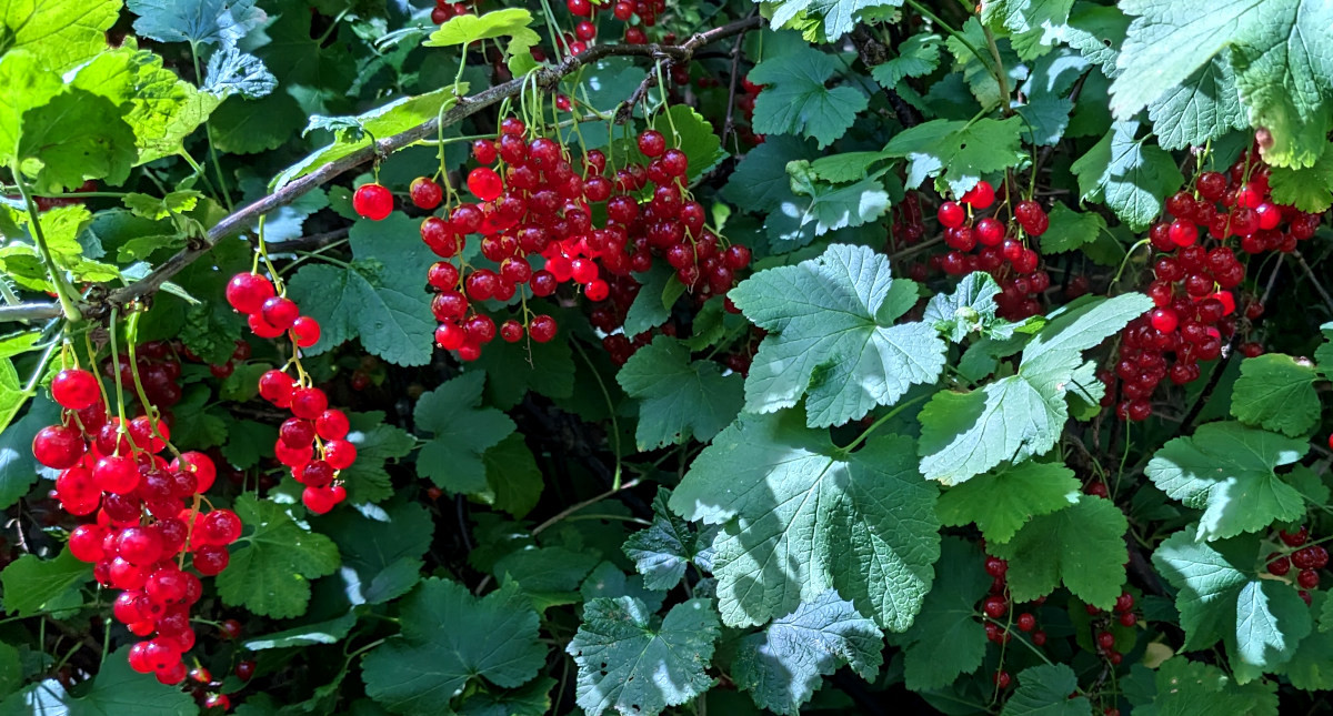 How to tell when your redcurrants are ripe and ready for the picking ...