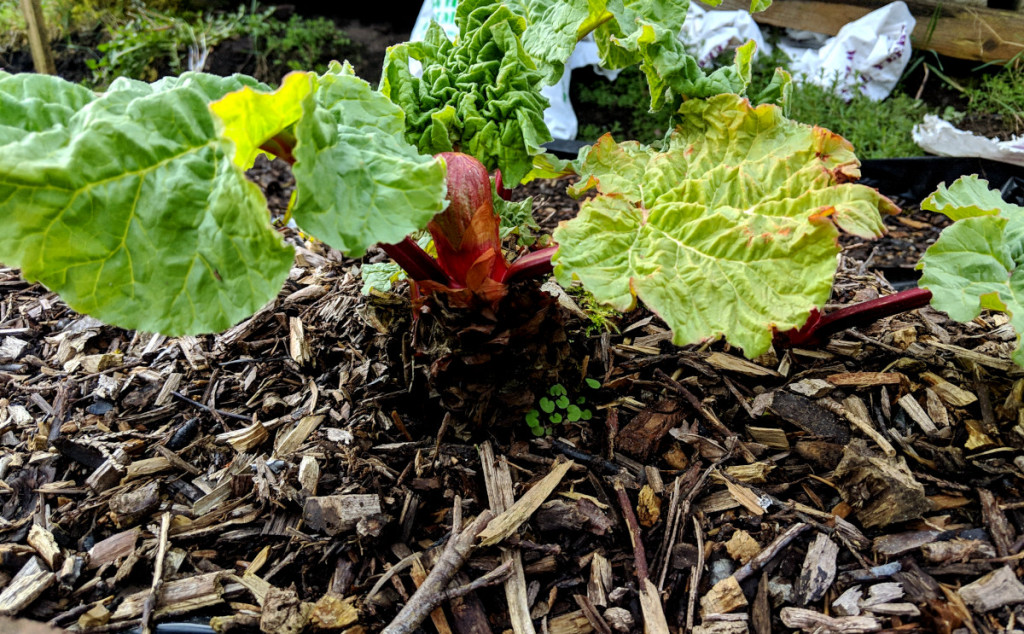 Irrigating your plot. Mastering water collection, storage and use on ...